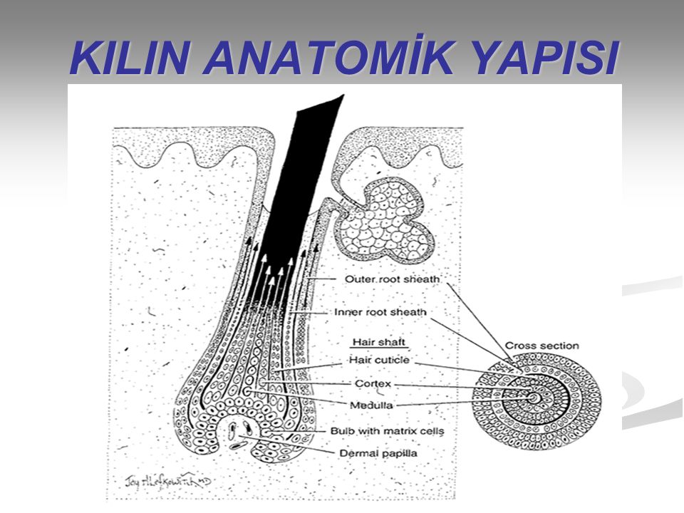 Kılın Anatomik Yapısı